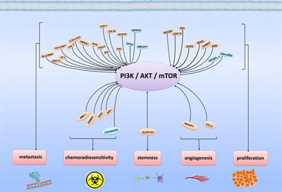 Frontiers | PI3K/Akt/mTOR Signaling Pathway: Role in Esophageal Squamous Cell Carcinoma ...